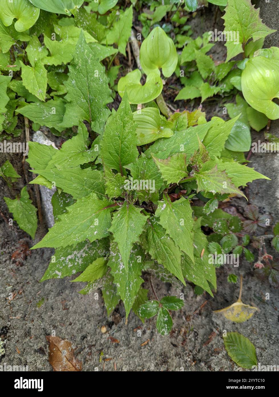 western rattlesnake root (Nabalus alatus Stock Photo - Alamy