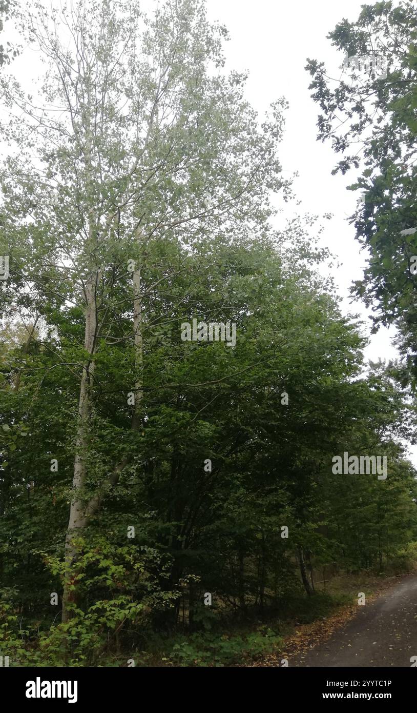 European aspen (Populus tremula Stock Photo - Alamy