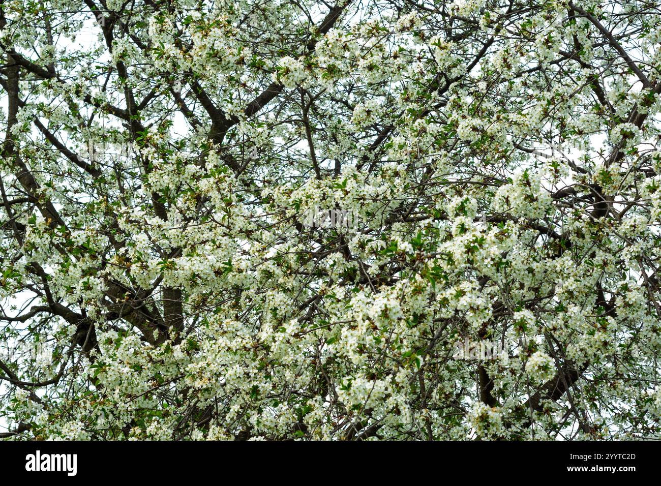 A cherry blossom tree displays an abundance of delicate white flowers ...