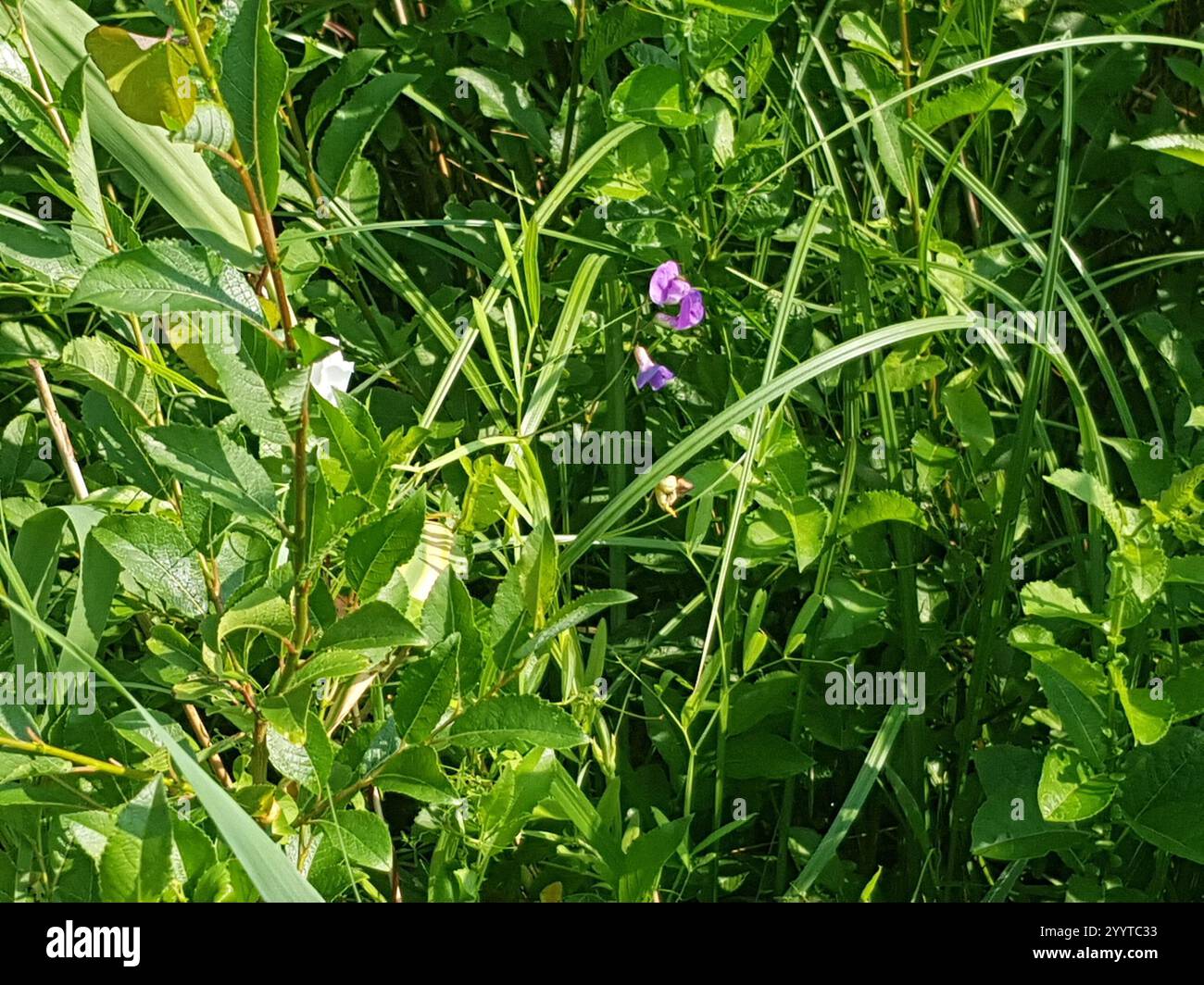 marsh pea (Lathyrus palustris Stock Photo - Alamy