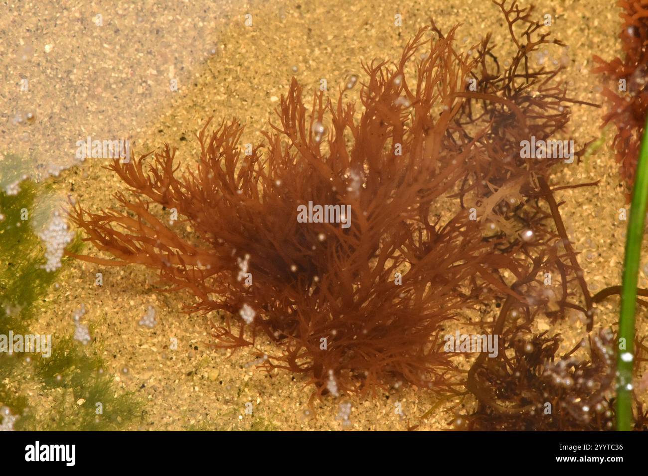 red algae (Rhodophyta Stock Photo - Alamy