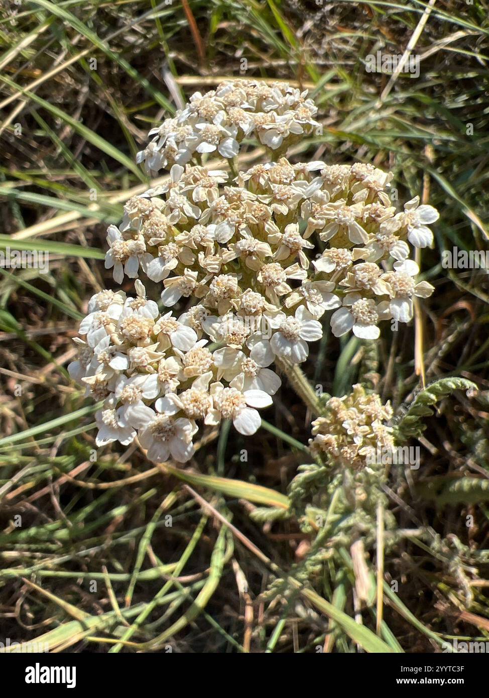 Northern Yarrow (Achillea millefolium borealis Stock Photo - Alamy