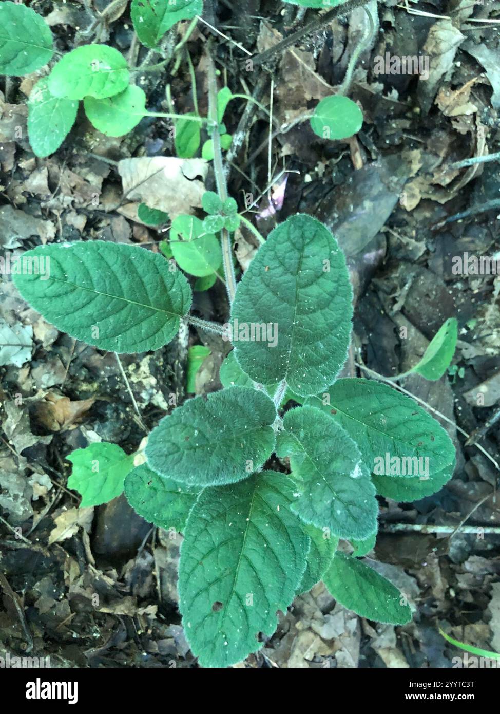 downy pagoda plant (Blephilia ciliata Stock Photo - Alamy