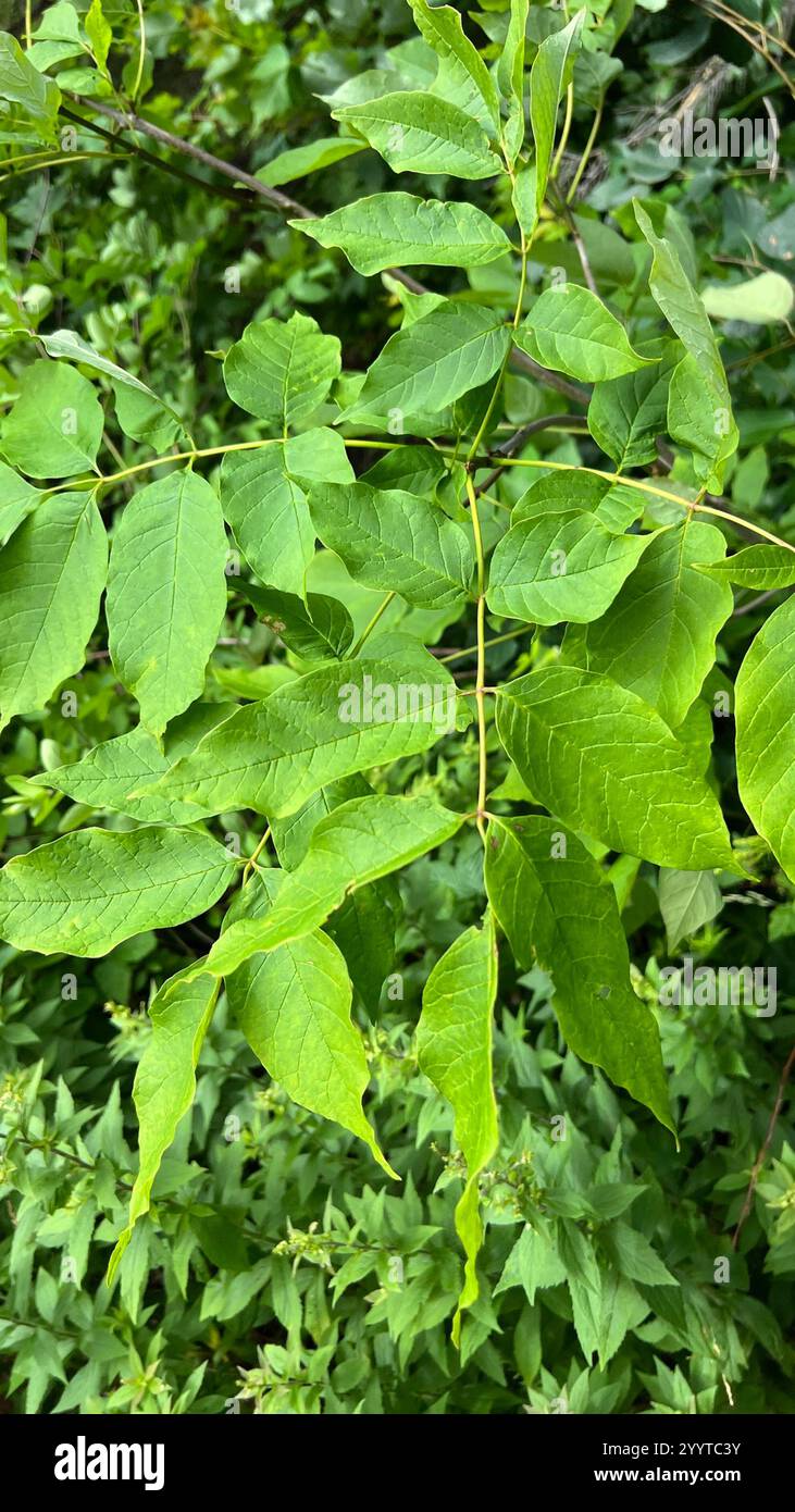 white ash (Fraxinus americana Stock Photo - Alamy