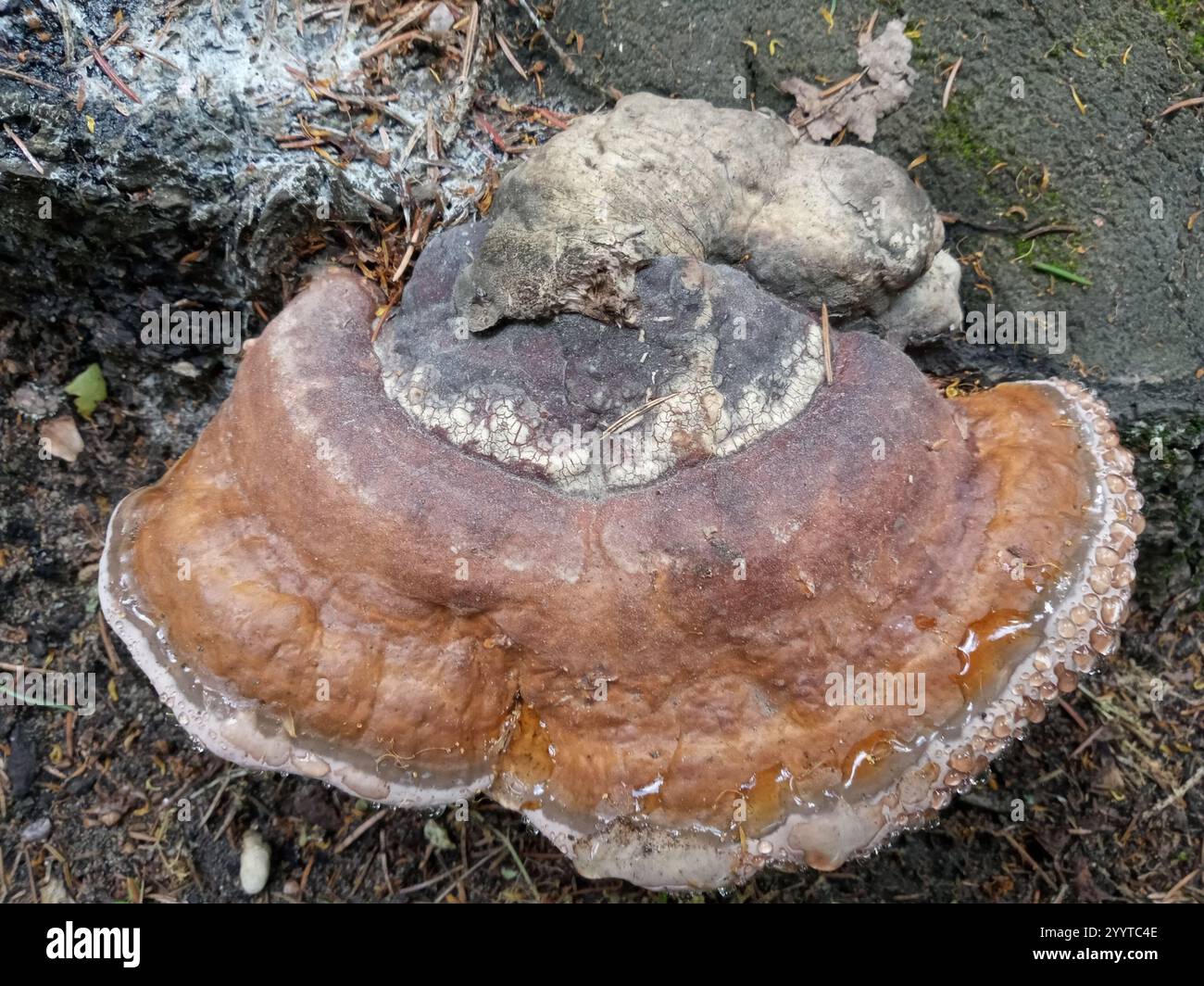 Red-banded Polypore (Fomitopsis pinicola Stock Photo - Alamy