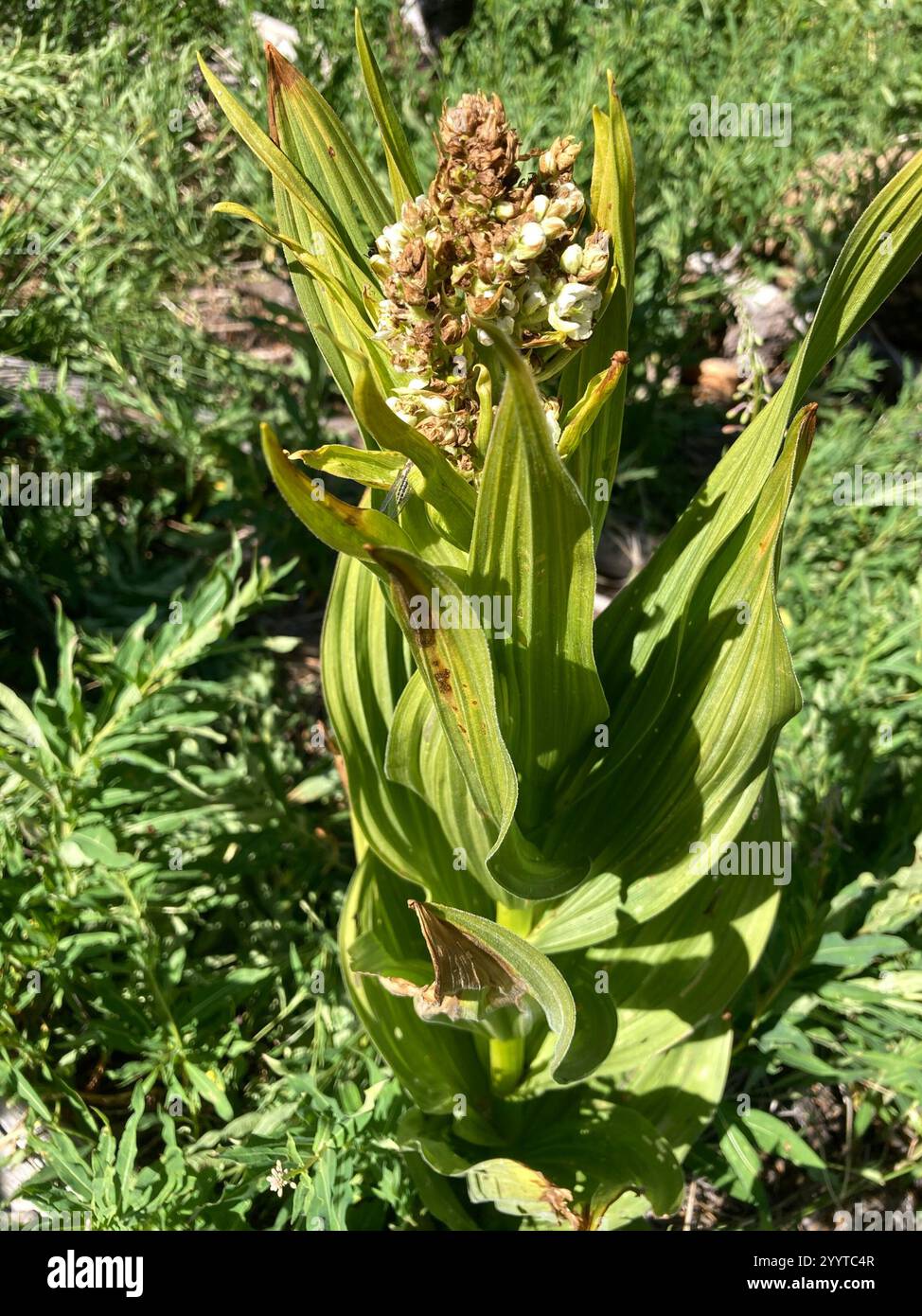 Corn Lily (Veratrum californicum Stock Photo - Alamy