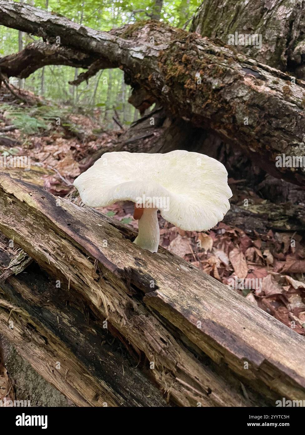 Lynx Paw Oyster (Pleurotus levis Stock Photo - Alamy