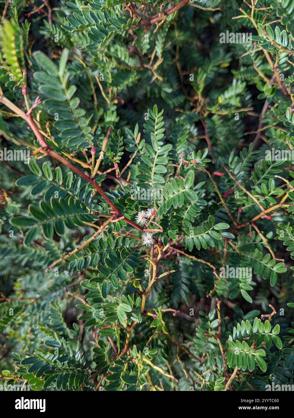 Acacia terminalis hi-res stock photography and images - Alamy