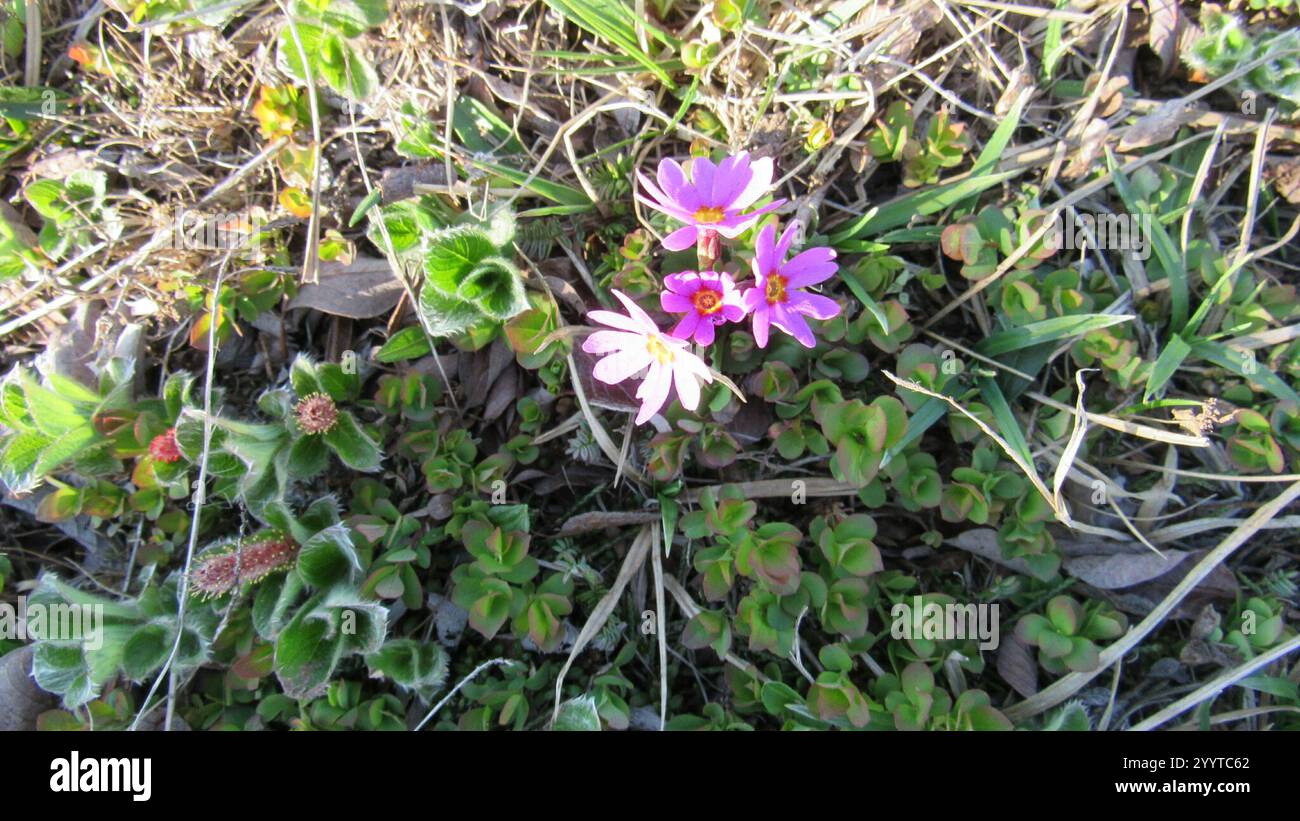 Wedge-leaf Primrose (Primula cuneifolia Stock Photo - Alamy