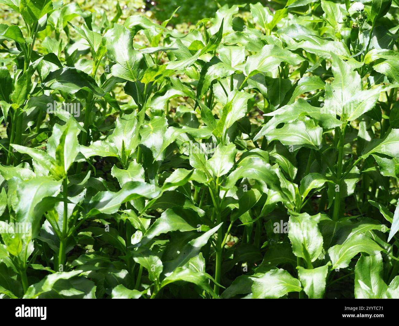 Senegal tea hi-res stock photography and images - Alamy