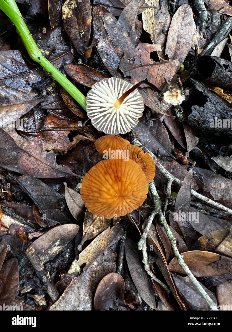 Marasmius sect. Marasmius (Marasmius Stock Photo - Alamy
