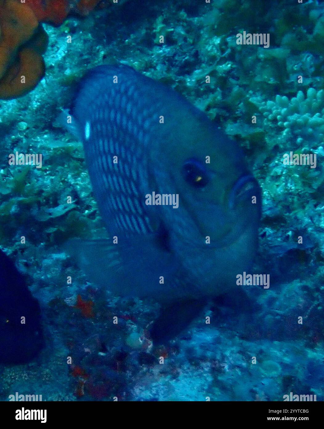 Three-spot Dascyllus (Dascyllus trimaculatus Stock Photo - Alamy