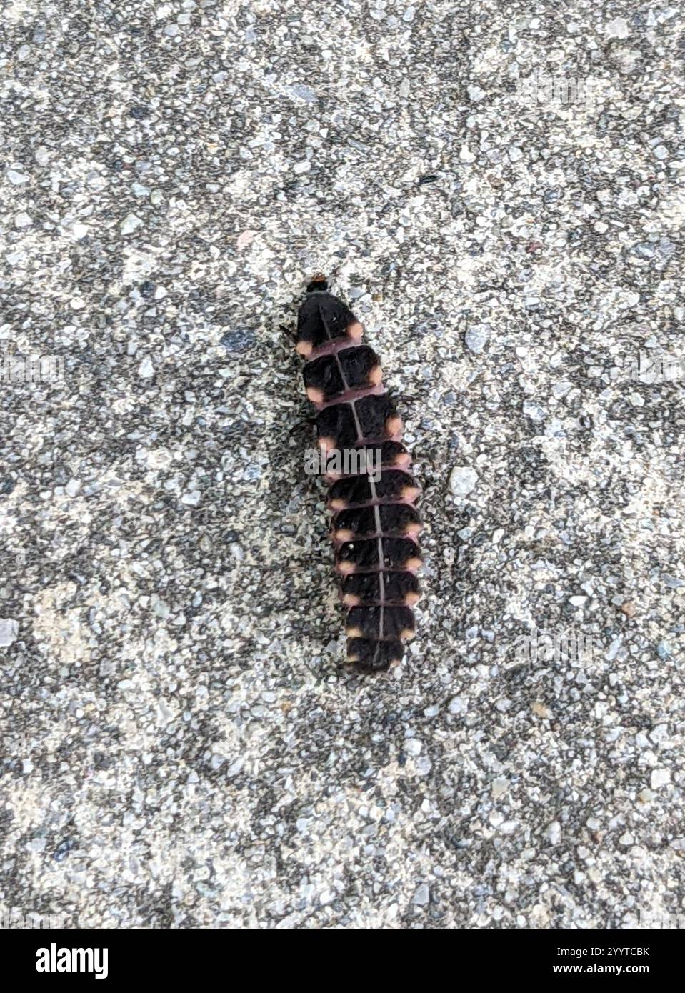 European Glow-worm (Lampyris noctiluca Stock Photo - Alamy