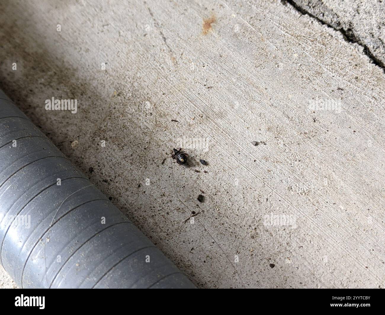 Strawberry Root Weevil (Otiorhynchus ovatus Stock Photo - Alamy