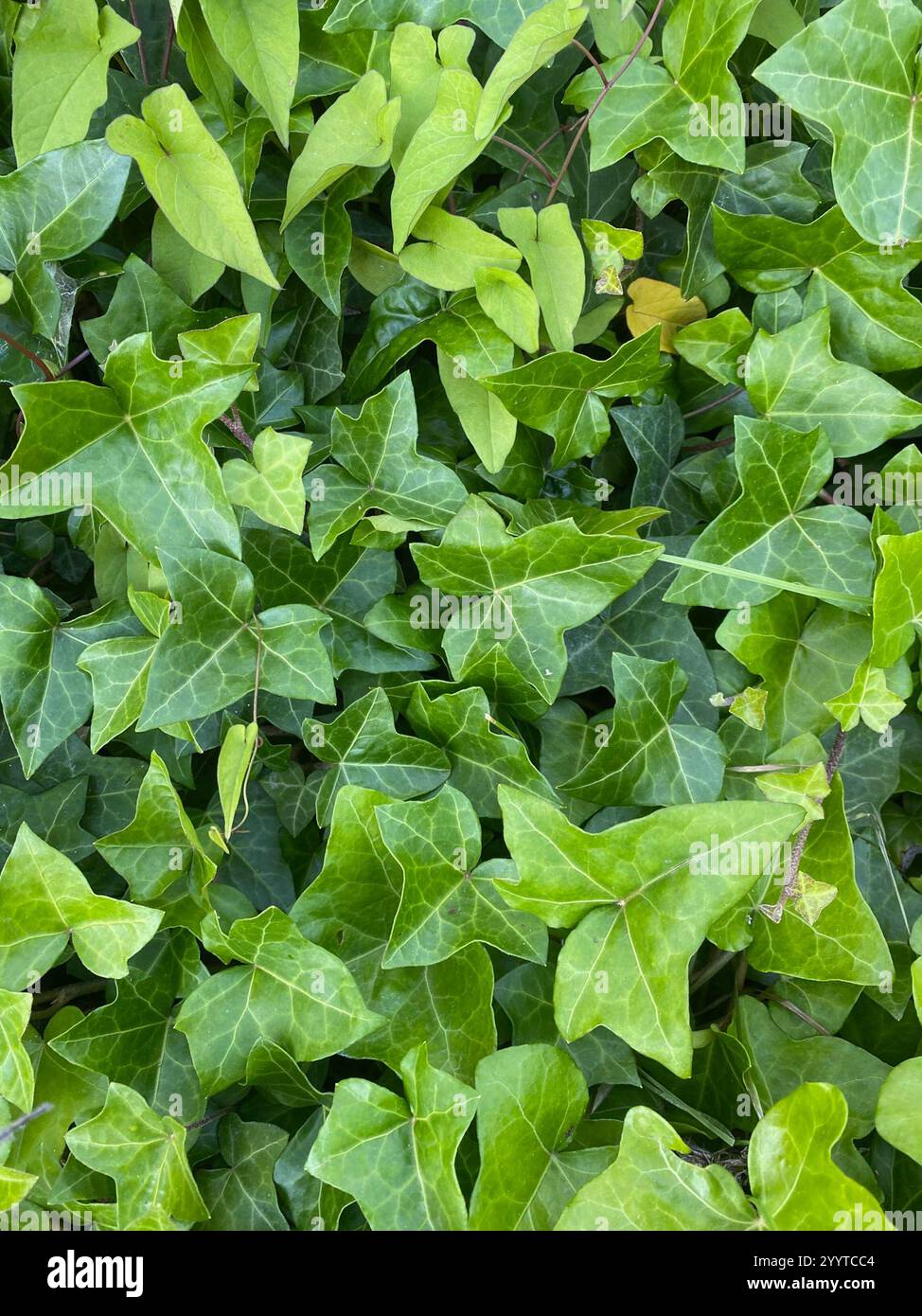 common ivy (Hedera helix Stock Photo - Alamy