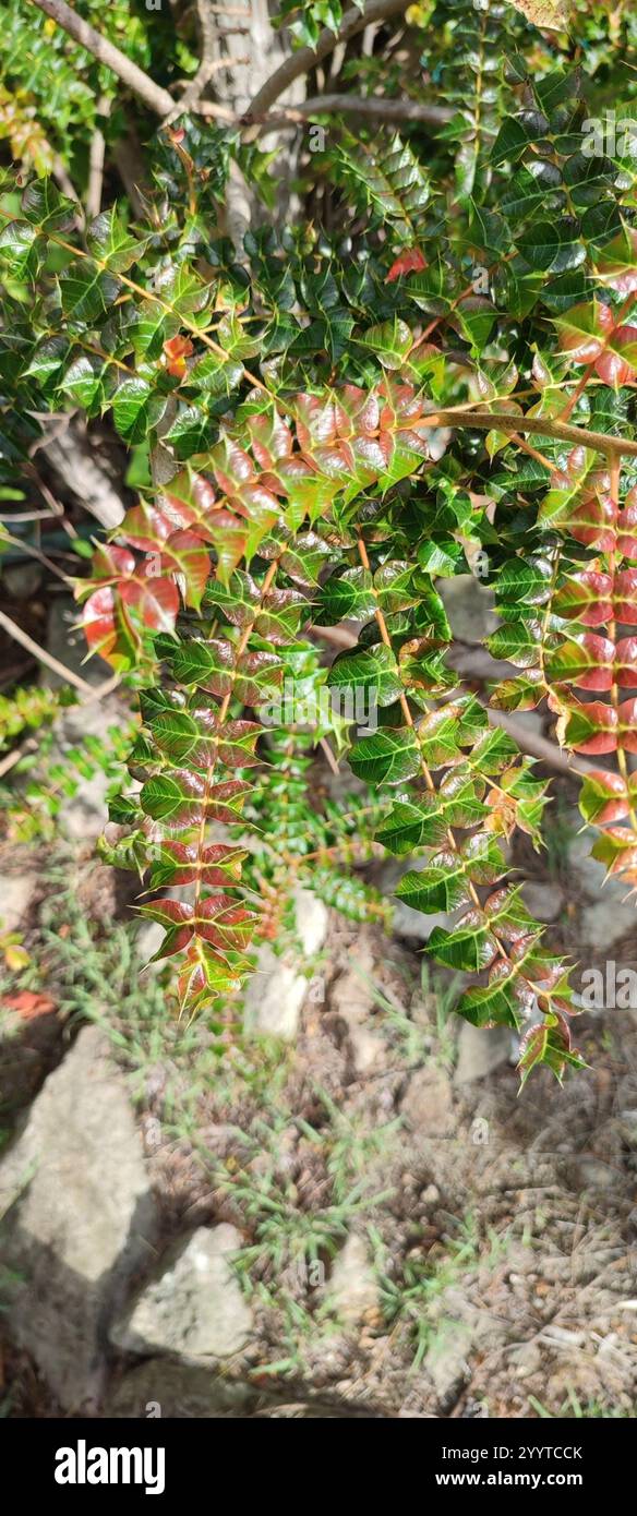 Poison Ash (Comocladia dodonaea Stock Photo - Alamy