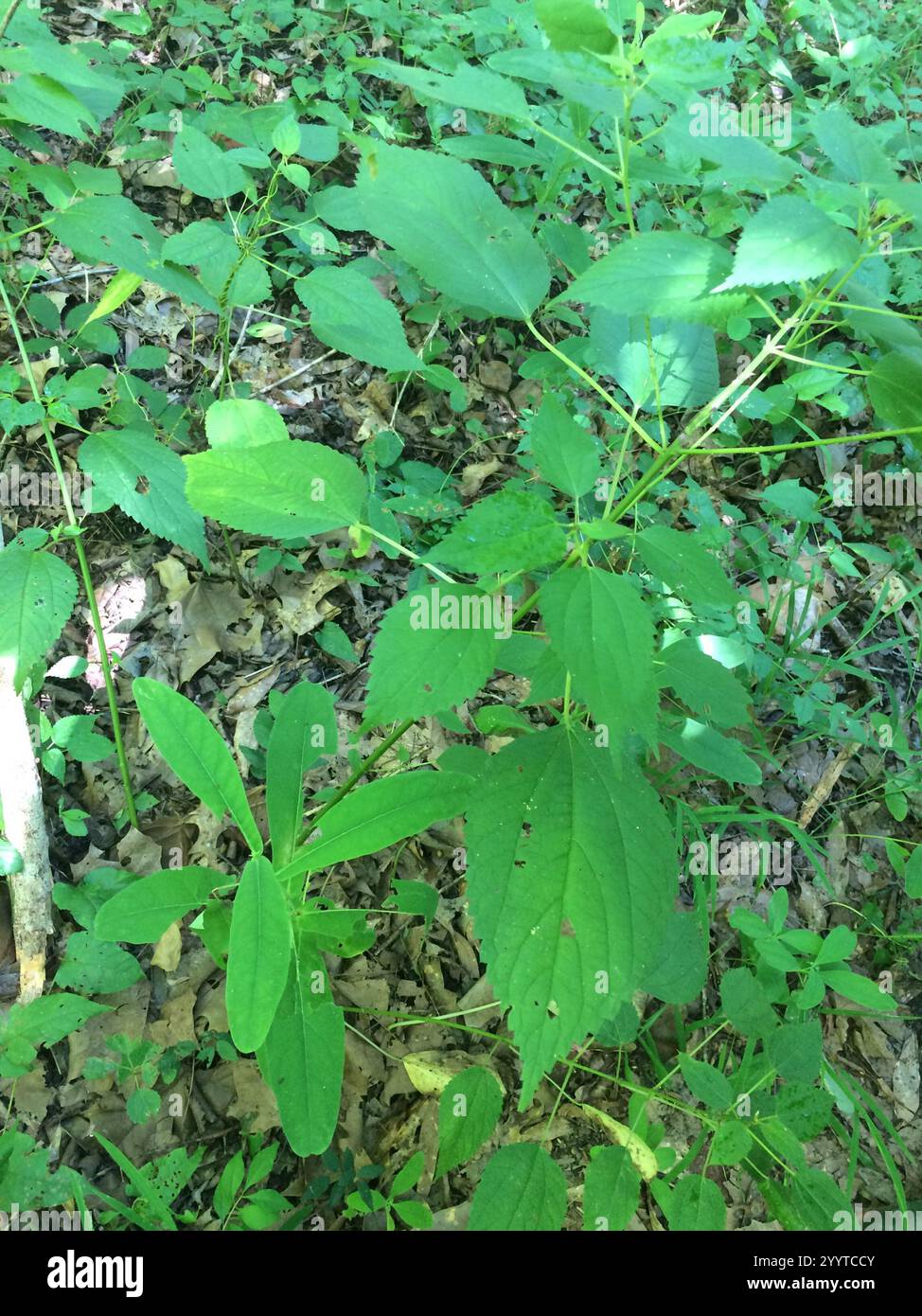 false nettle (Boehmeria cylindrica Stock Photo - Alamy