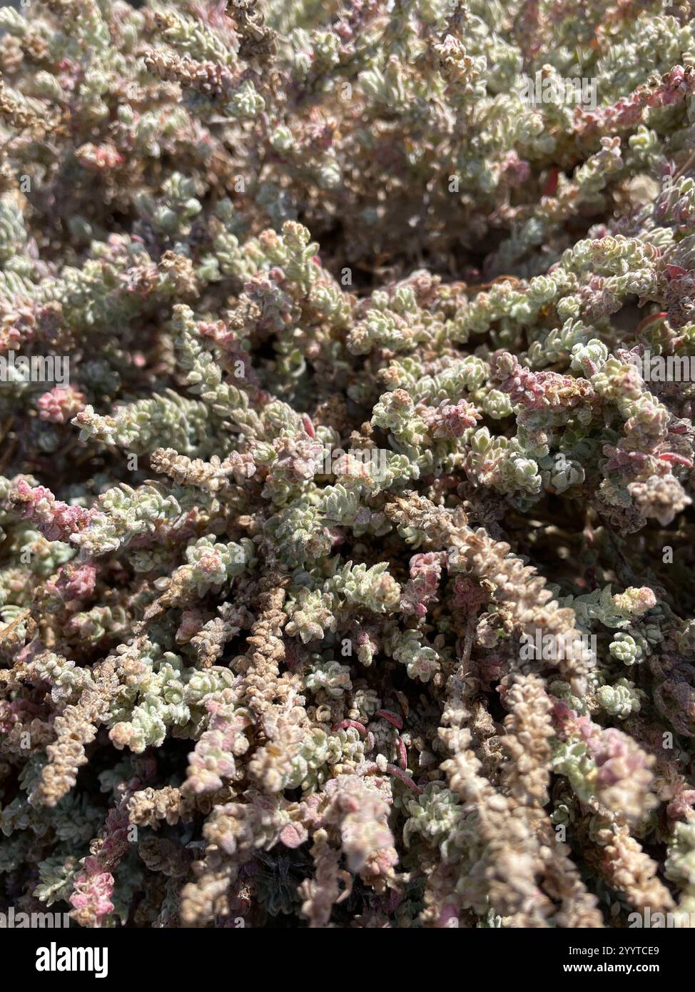 California orache (Extriplex californica Stock Photo - Alamy