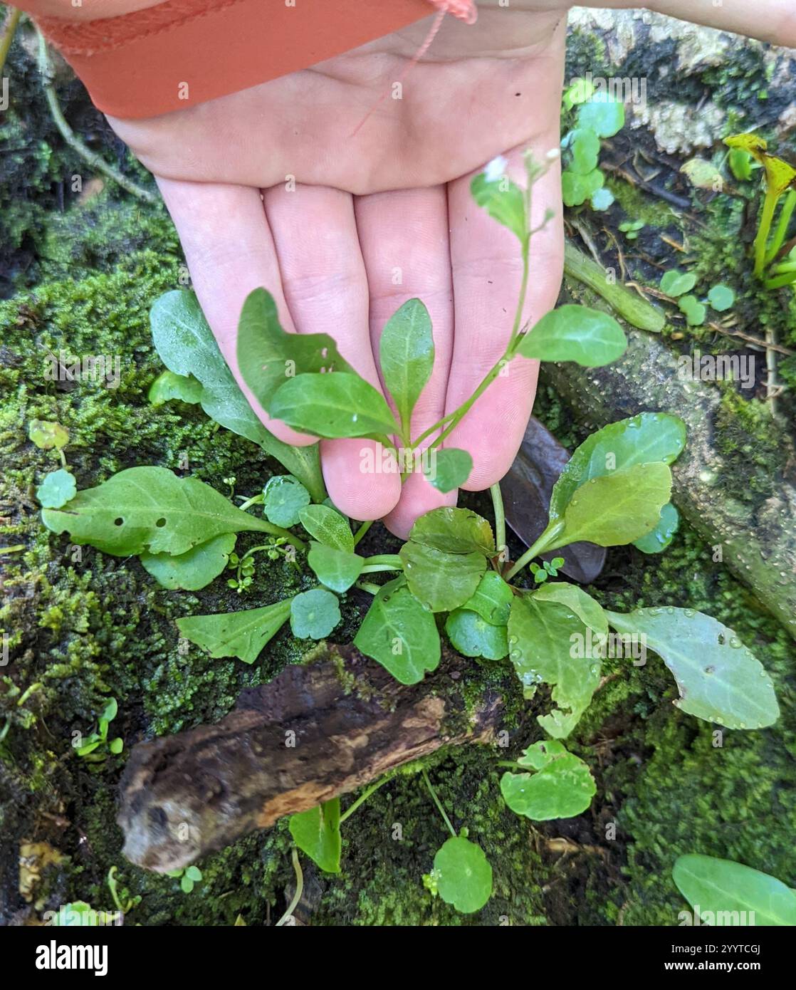 seaside brookweed (Samolus parviflorus Stock Photo - Alamy