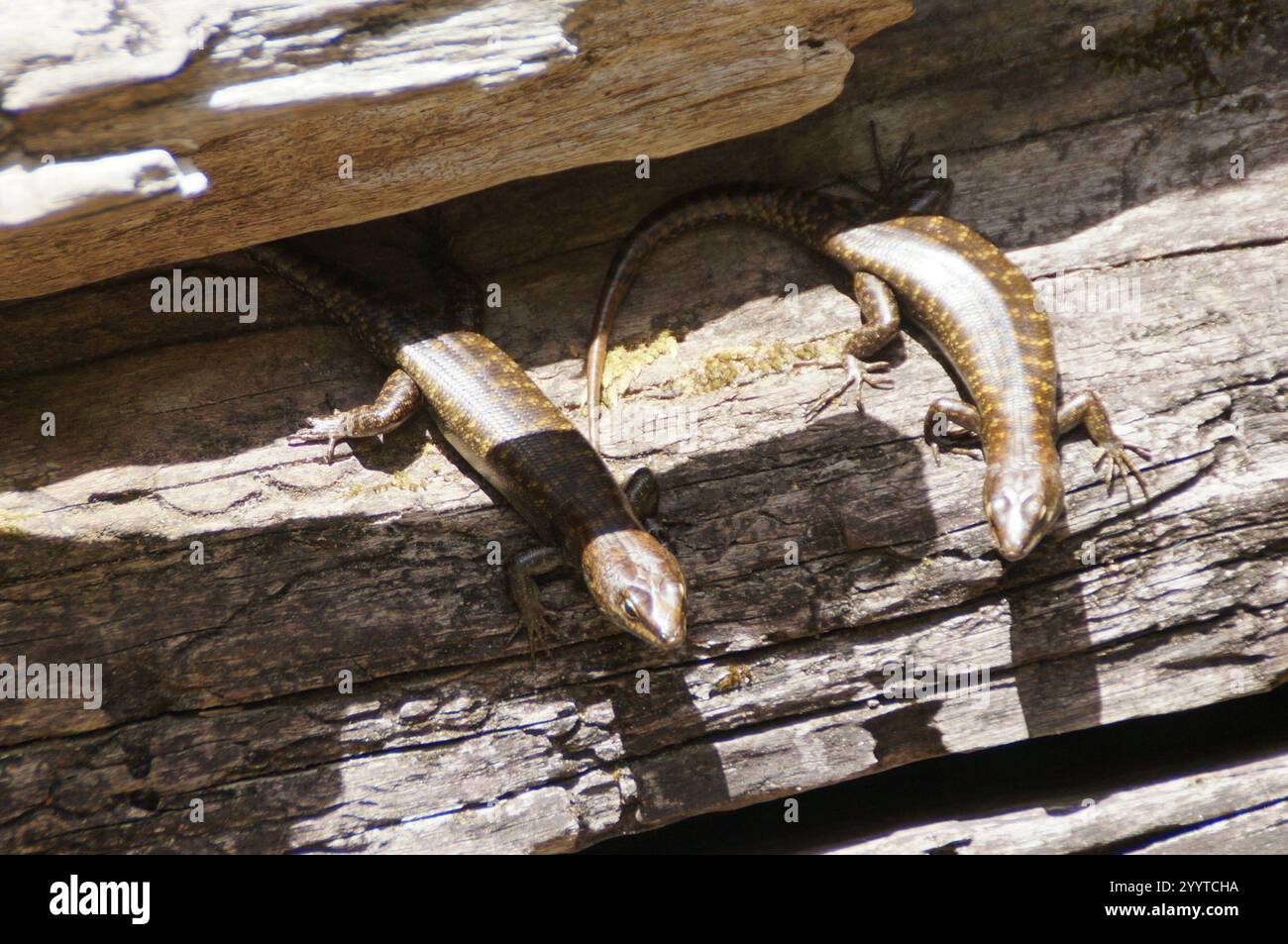 Lemon barred forest skink hi-res stock photography and images - Alamy