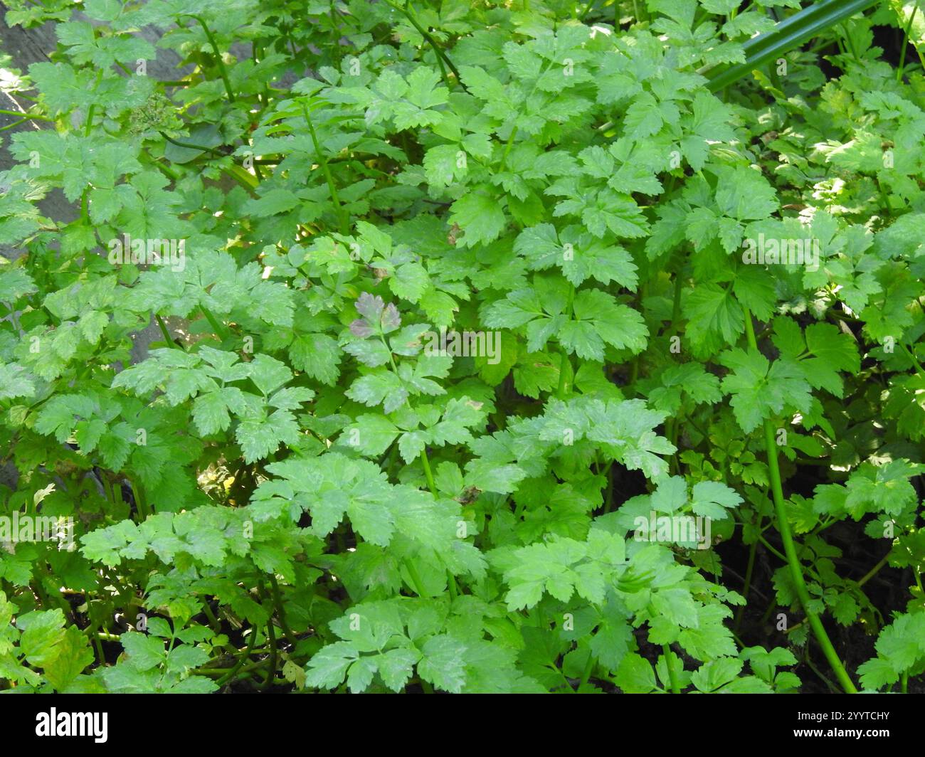 water parsley (Oenanthe sarmentosa Stock Photo - Alamy