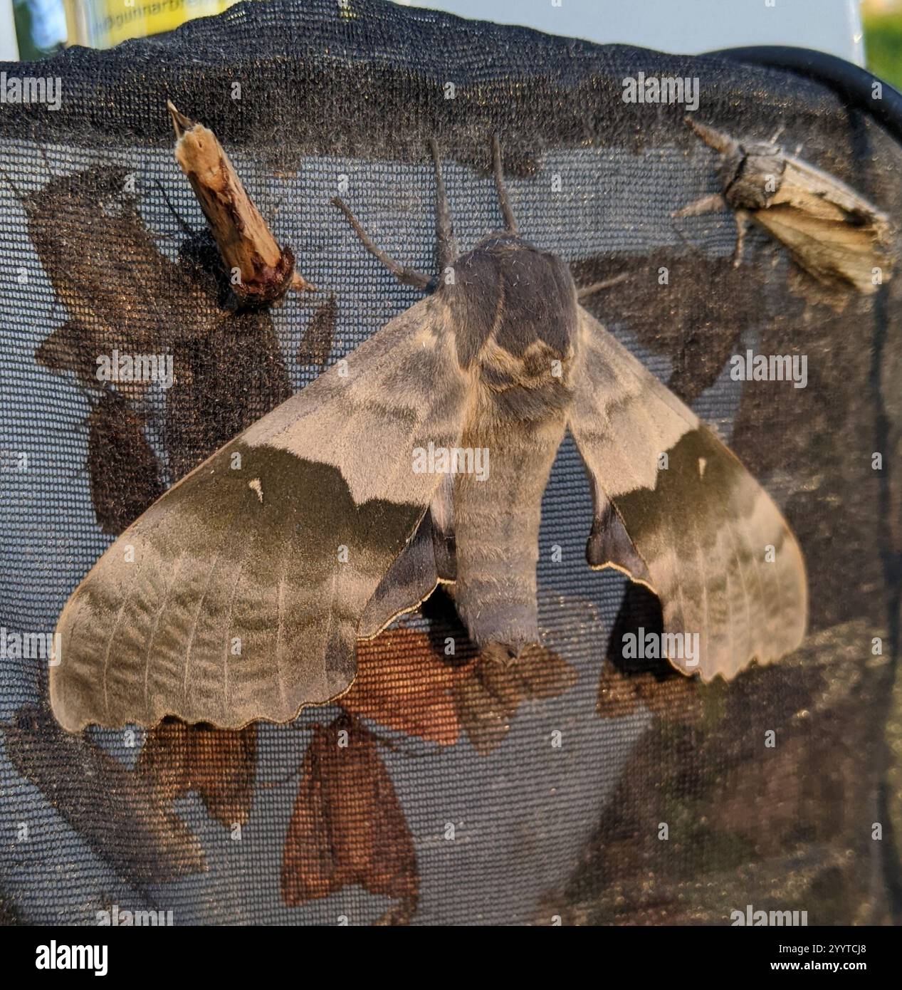 Modest Sphinx (Pachysphinx modesta Stock Photo - Alamy