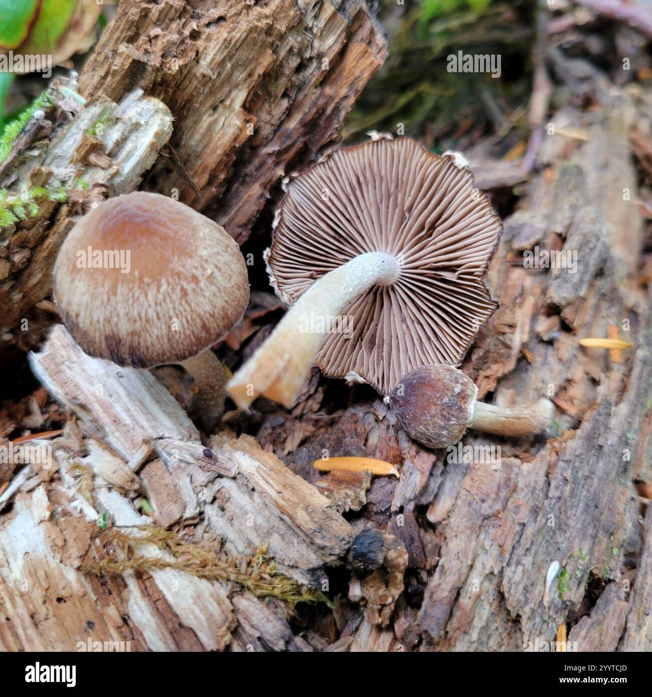 Brittlestems and Allies (Psathyrellaceae Stock Photo - Alamy