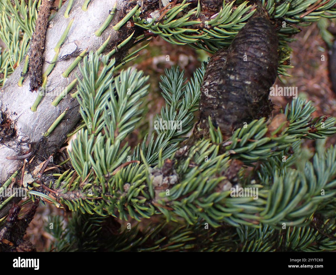 subalpine fir (Abies lasiocarpa Stock Photo - Alamy