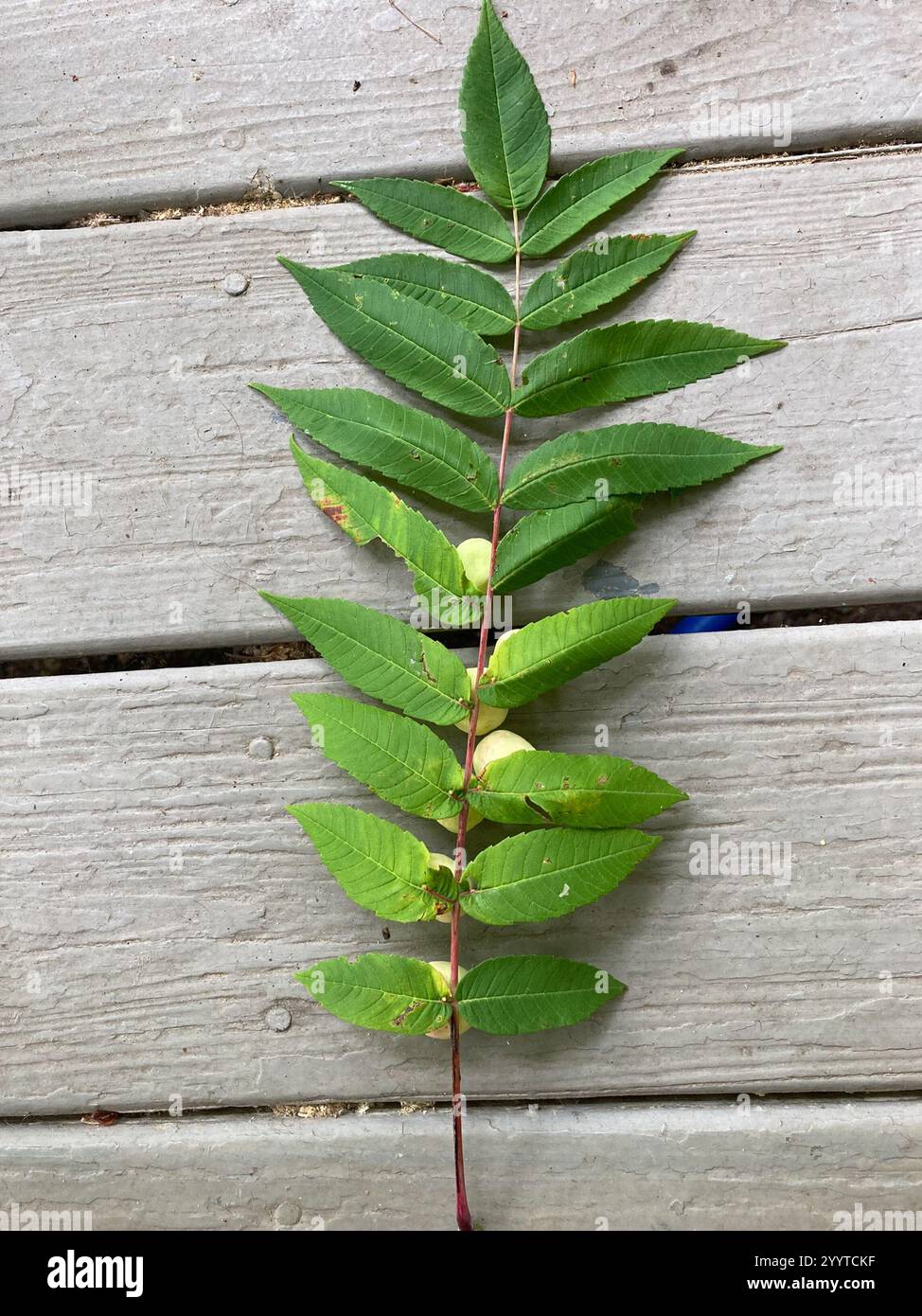 Sumac Gall Aphid (Melaphis rhois Stock Photo - Alamy
