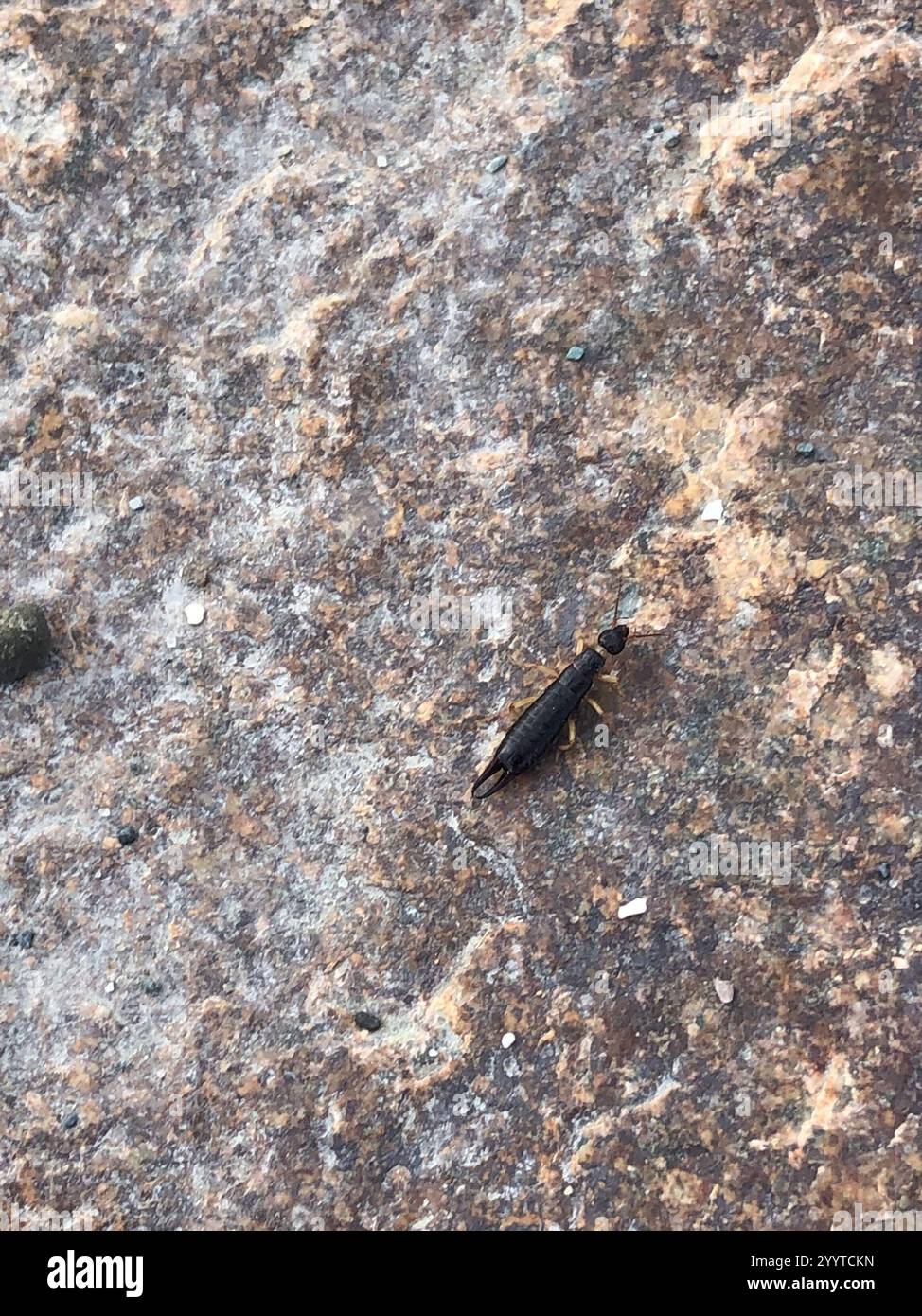 Maritime Earwig (Anisolabis maritima Stock Photo - Alamy