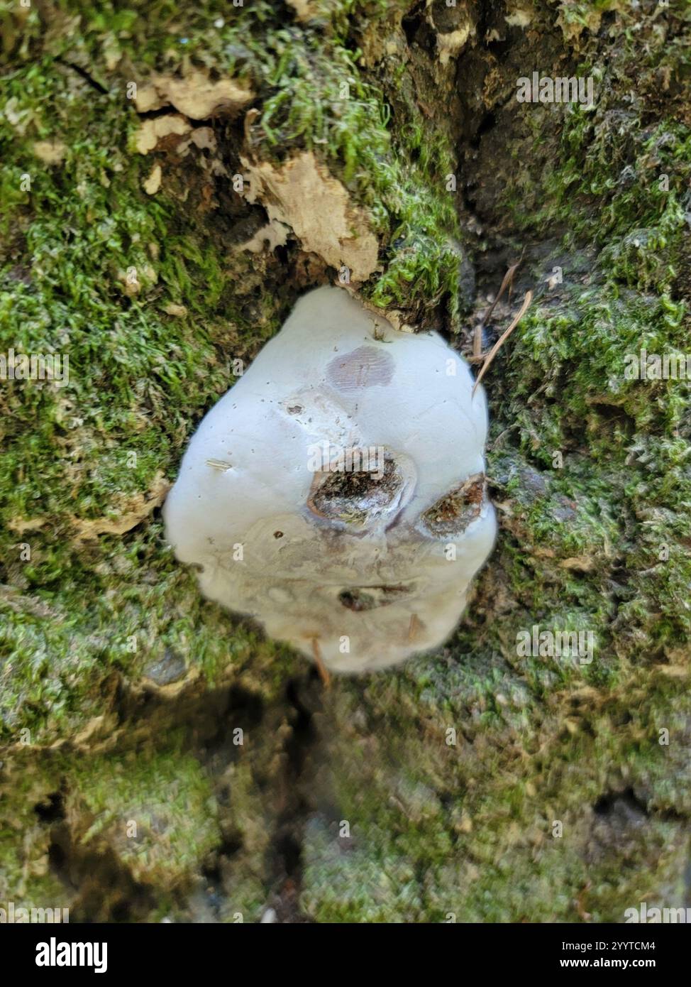 Artist's Conk (Ganoderma brownii Stock Photo - Alamy