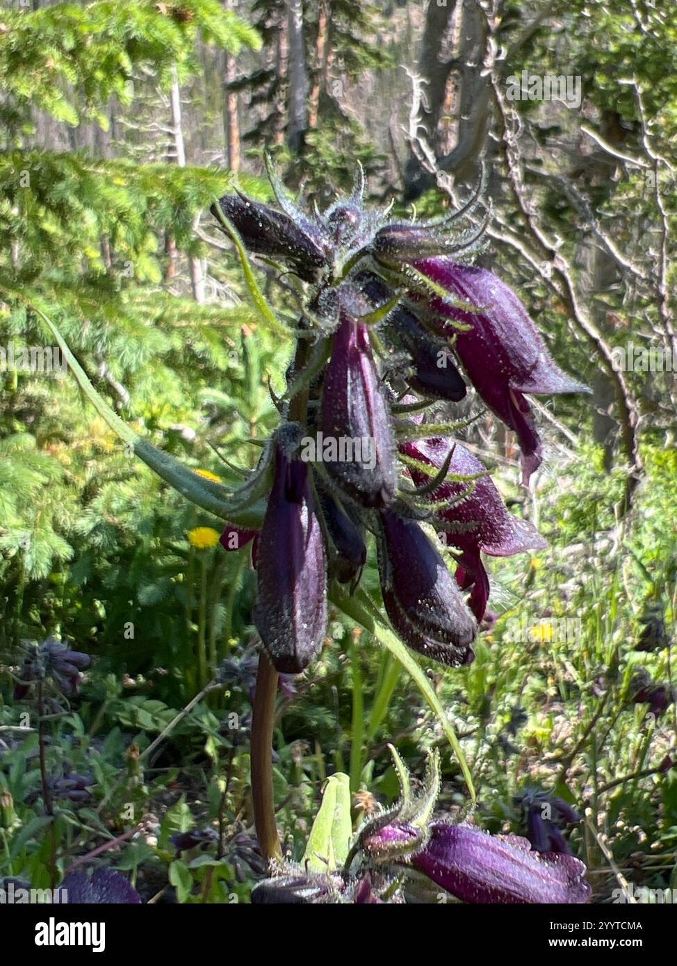 Whipple's penstemon (Penstemon whippleanus Stock Photo - Alamy