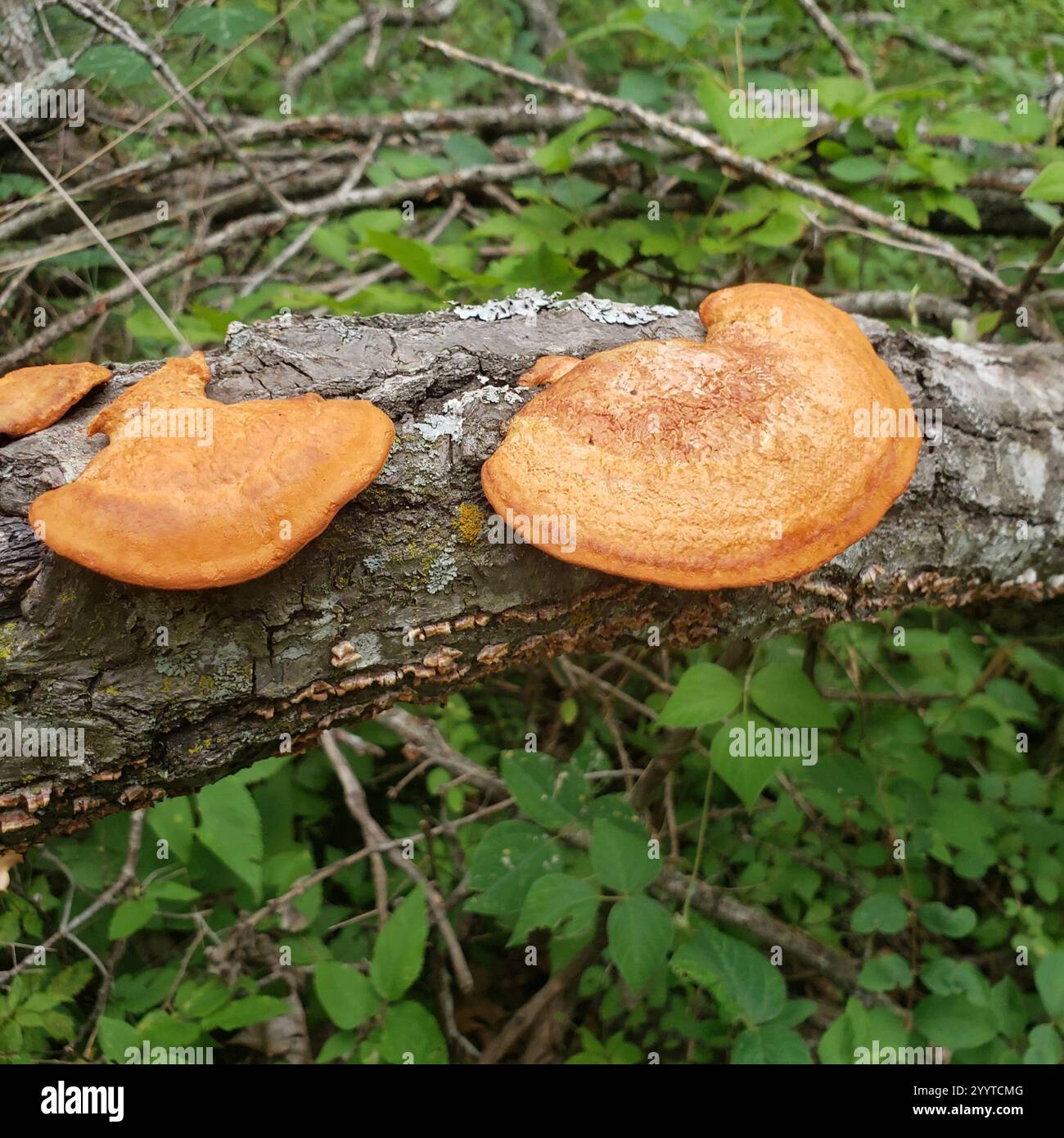 Northern Cinnabar Polypore (Trametes cinnabarina Stock Photo - Alamy