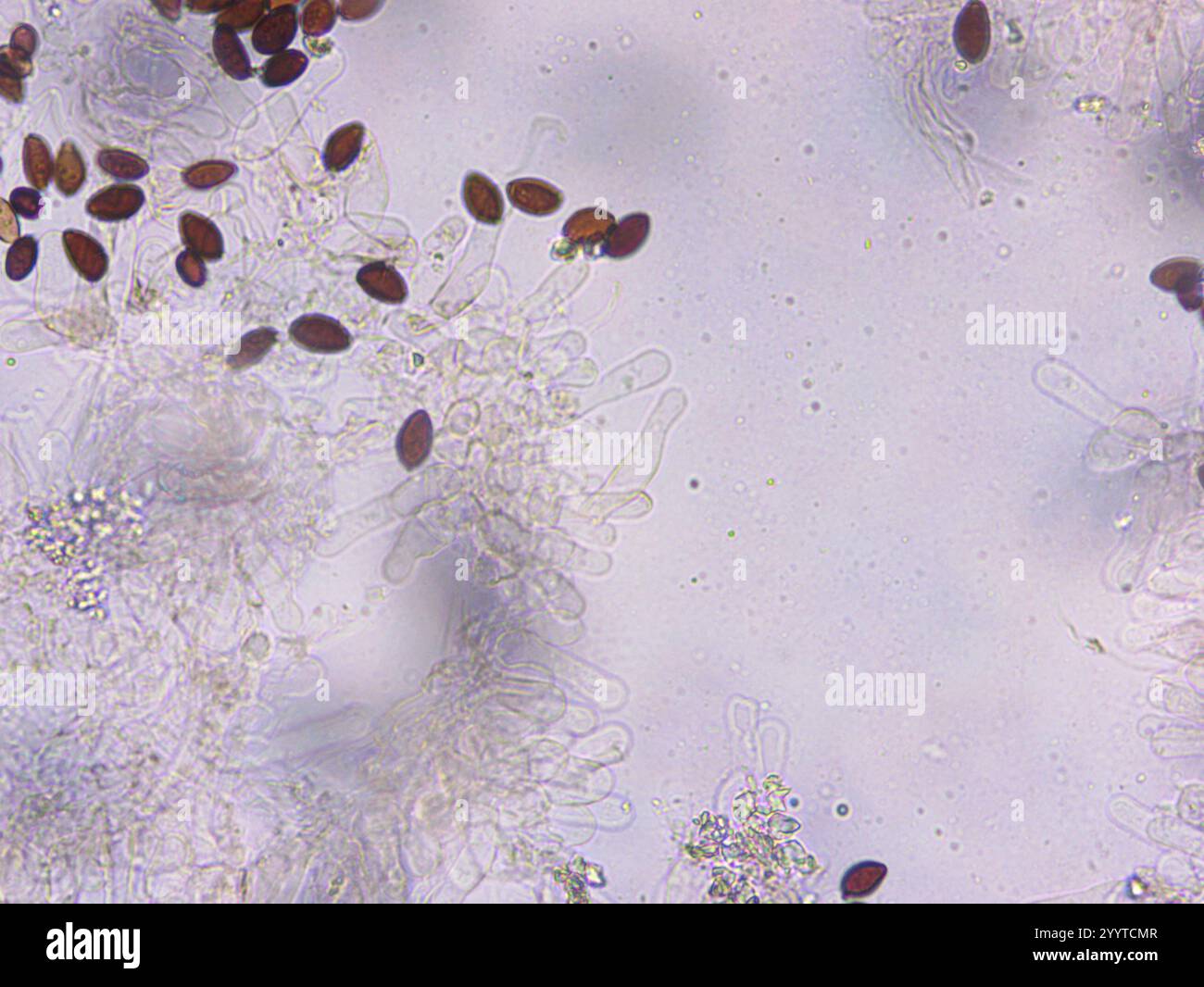 Banded Mottlegill (Panaeolus cinctulus Stock Photo - Alamy