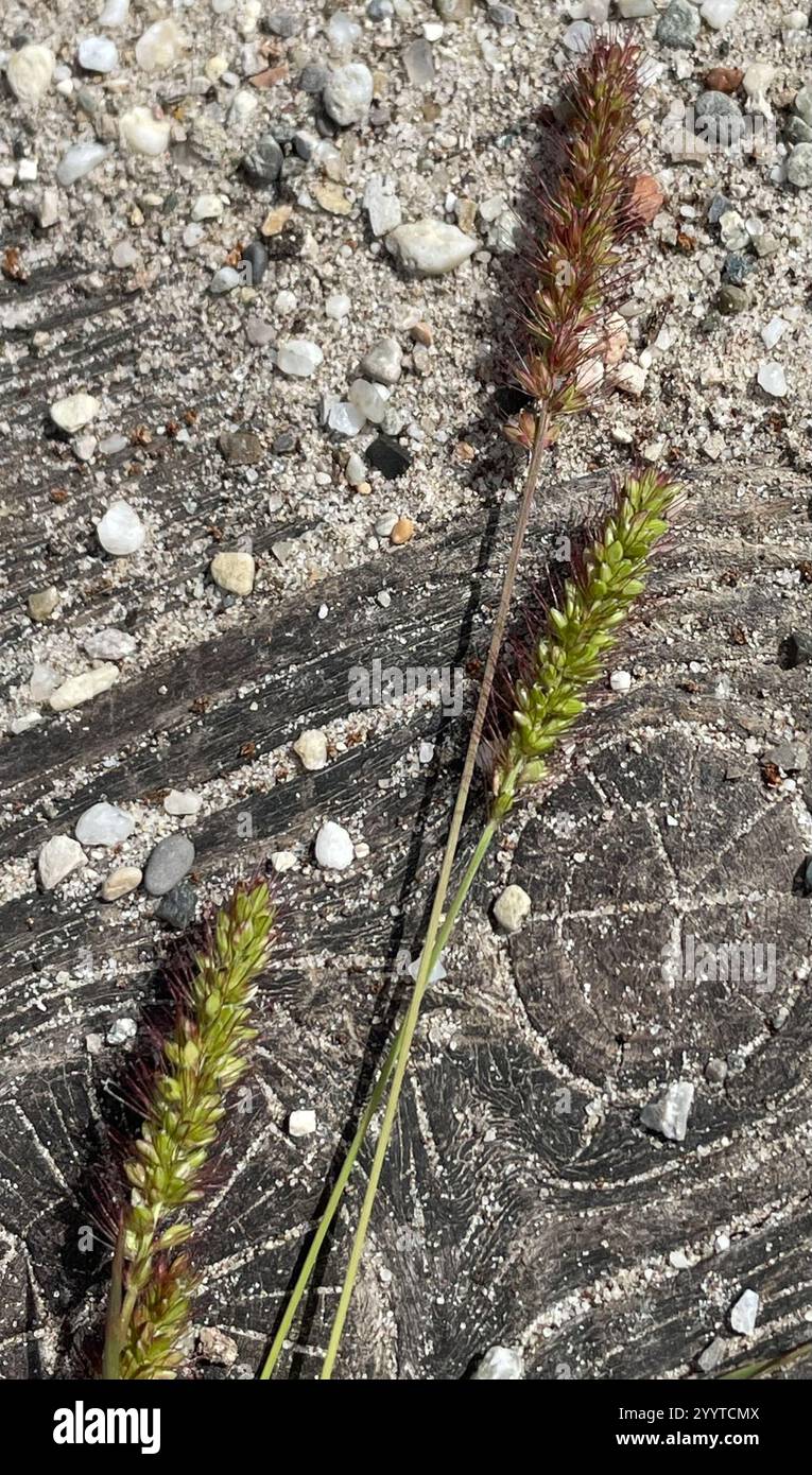 foxtails and bristlegrasses (Setaria Stock Photo - Alamy