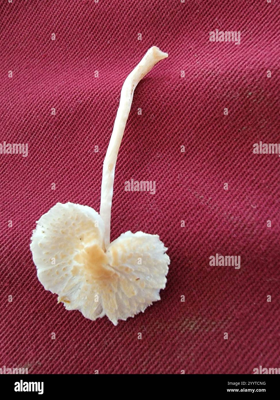 Stinking Dapperling (Lepiota cristata Stock Photo - Alamy