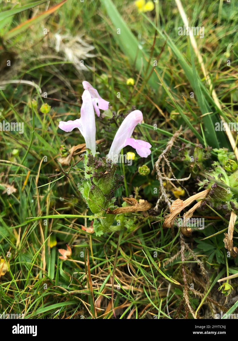 Common lousewort hi-res stock photography and images - Alamy
