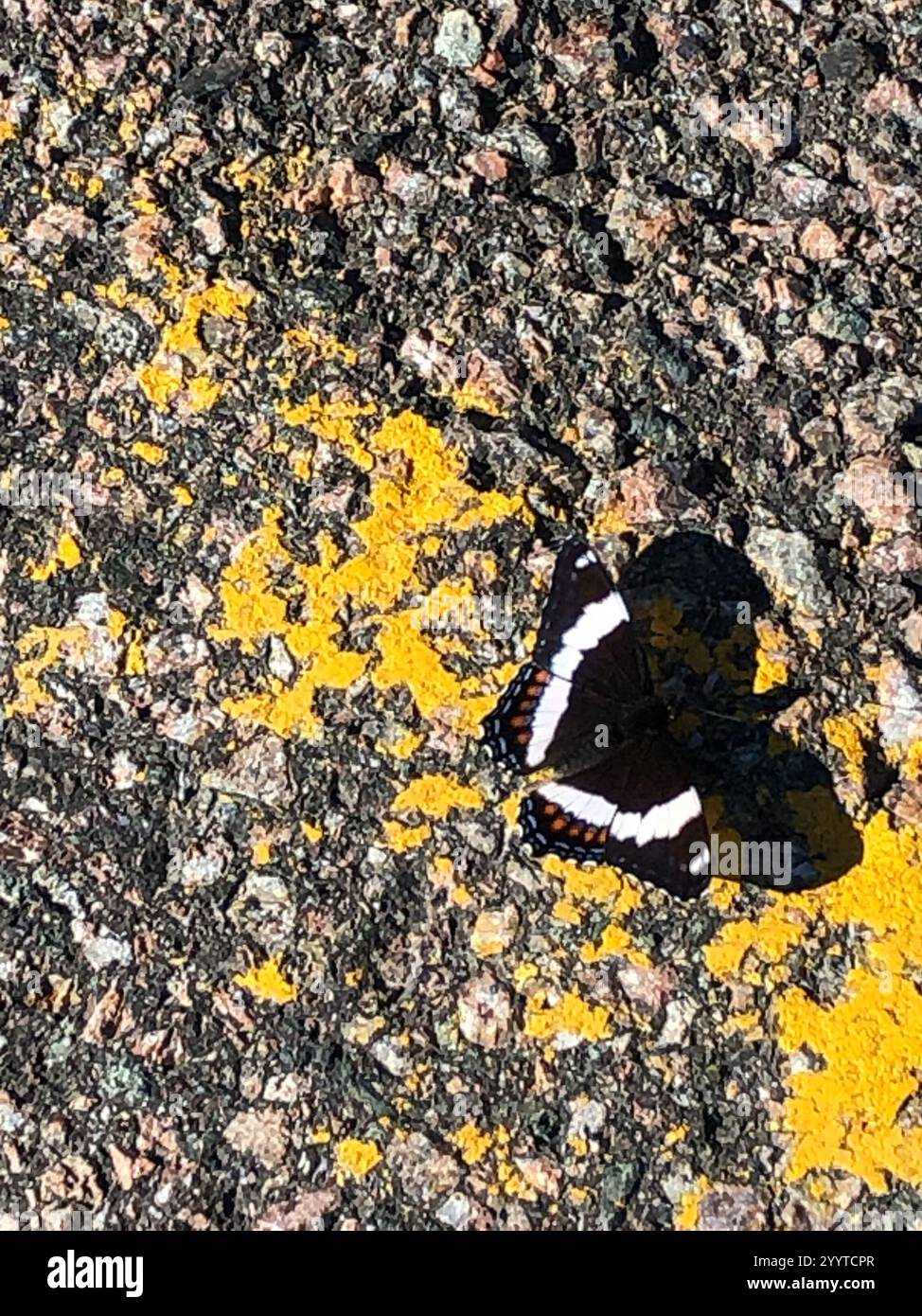 American White Admiral (Limenitis arthemis arthemis Stock Photo - Alamy