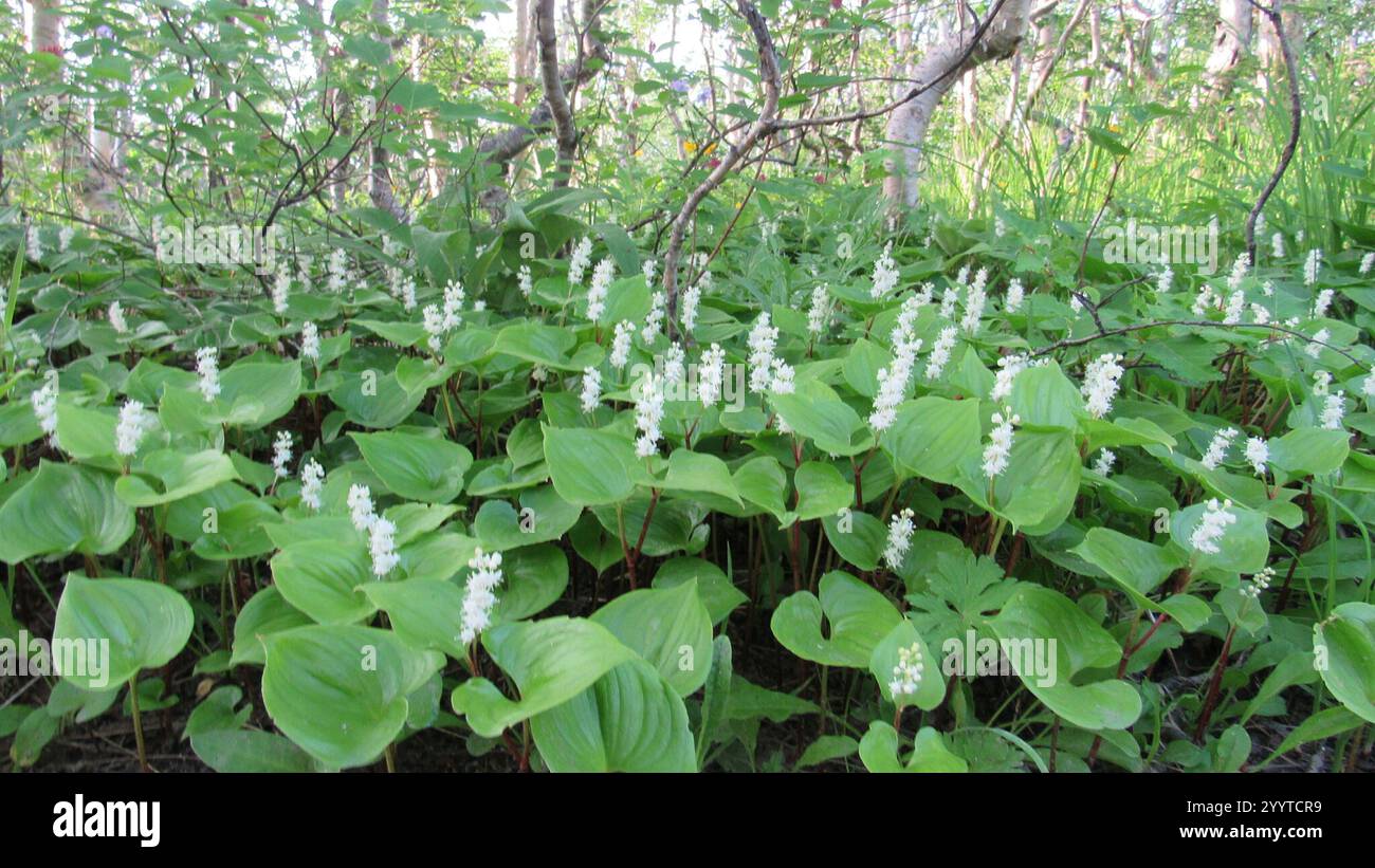 Western Lily of the Valley (Maianthemum dilatatum Stock Photo - Alamy