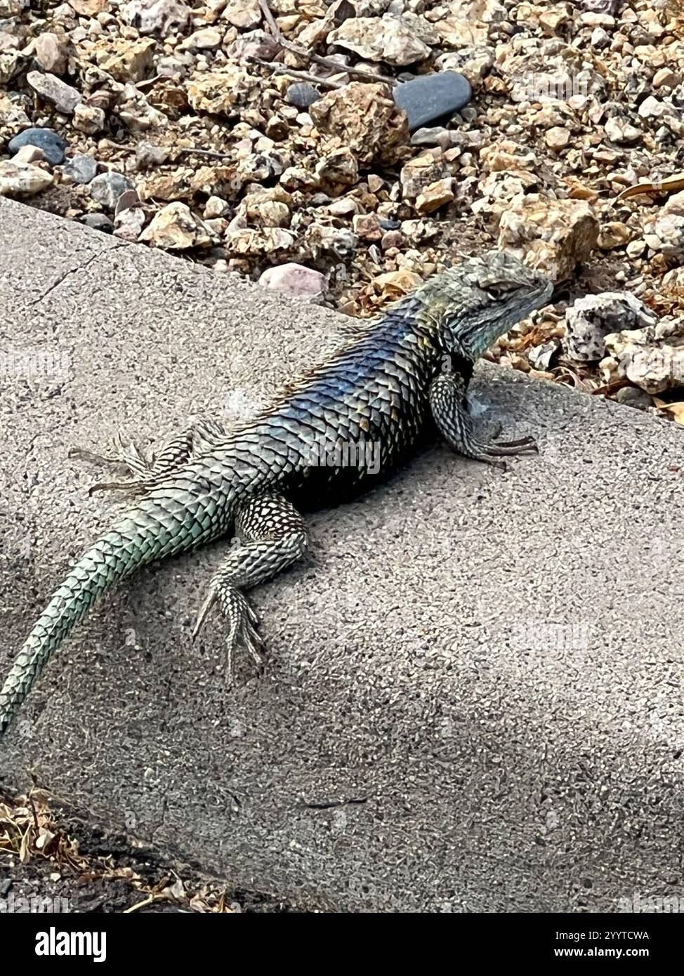 Desert Spiny Lizard (Sceloporus magister Stock Photo - Alamy