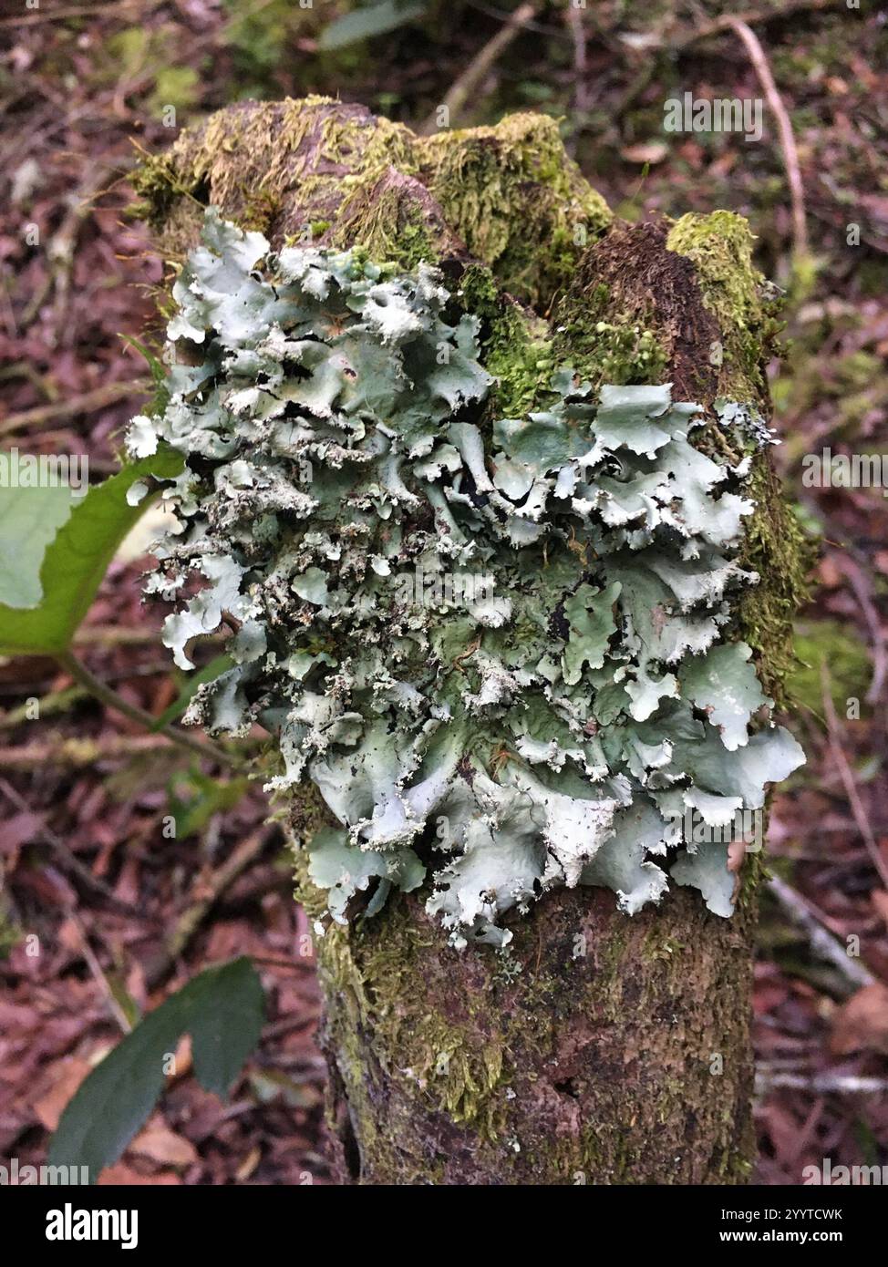 Ruffle Lichens (Parmotrema Stock Photo - Alamy