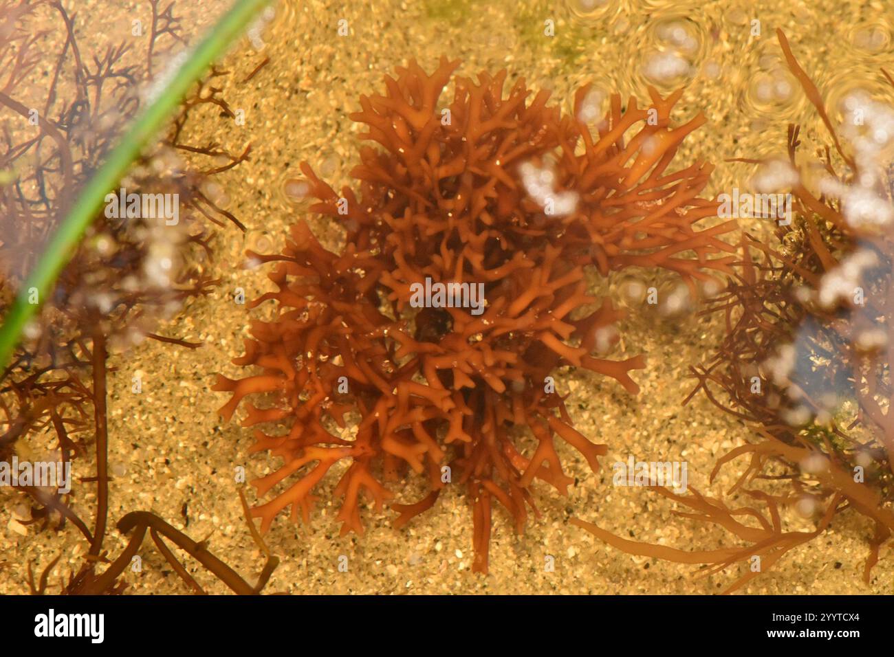 red algae (Rhodophyta Stock Photo - Alamy