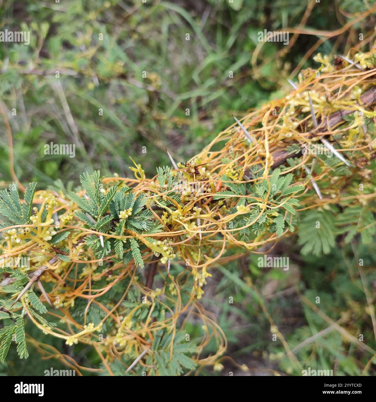 American dodder hi-res stock photography and images - Alamy