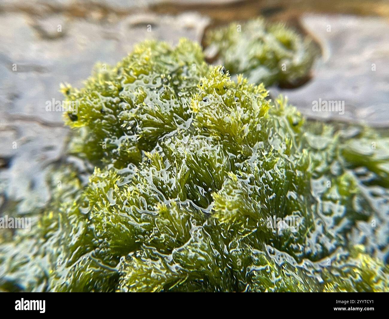 green algae (Chlorophyta Stock Photo - Alamy