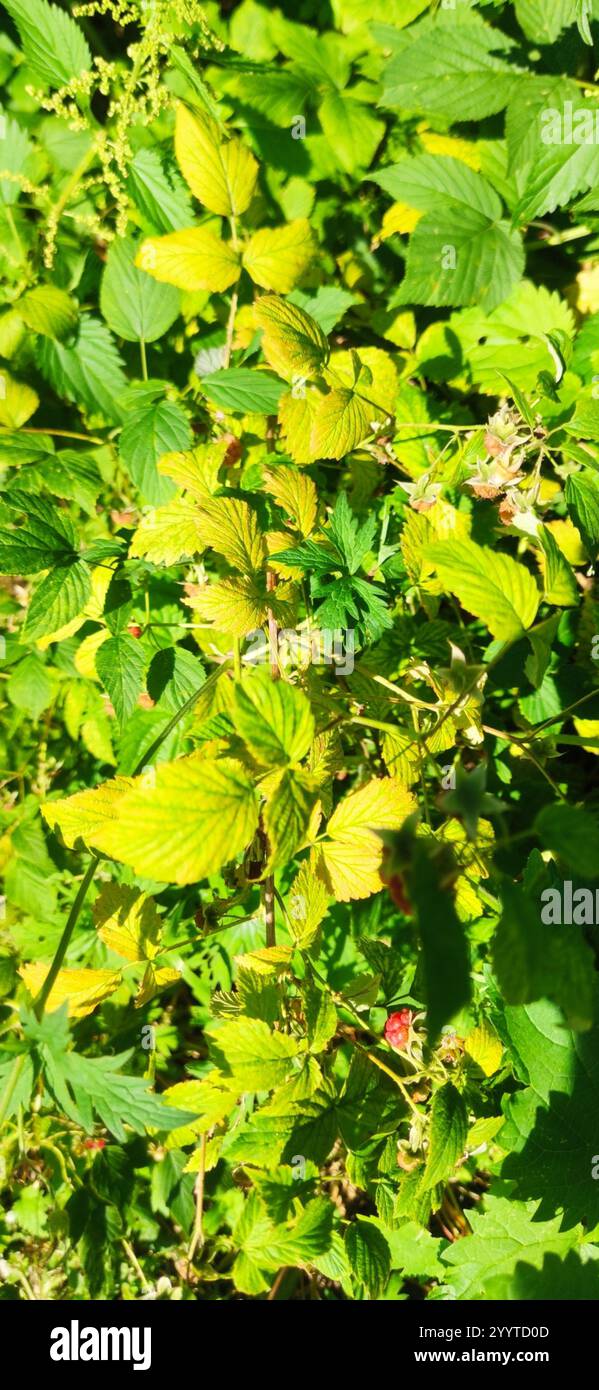 red raspberry (Rubus idaeus Stock Photo - Alamy