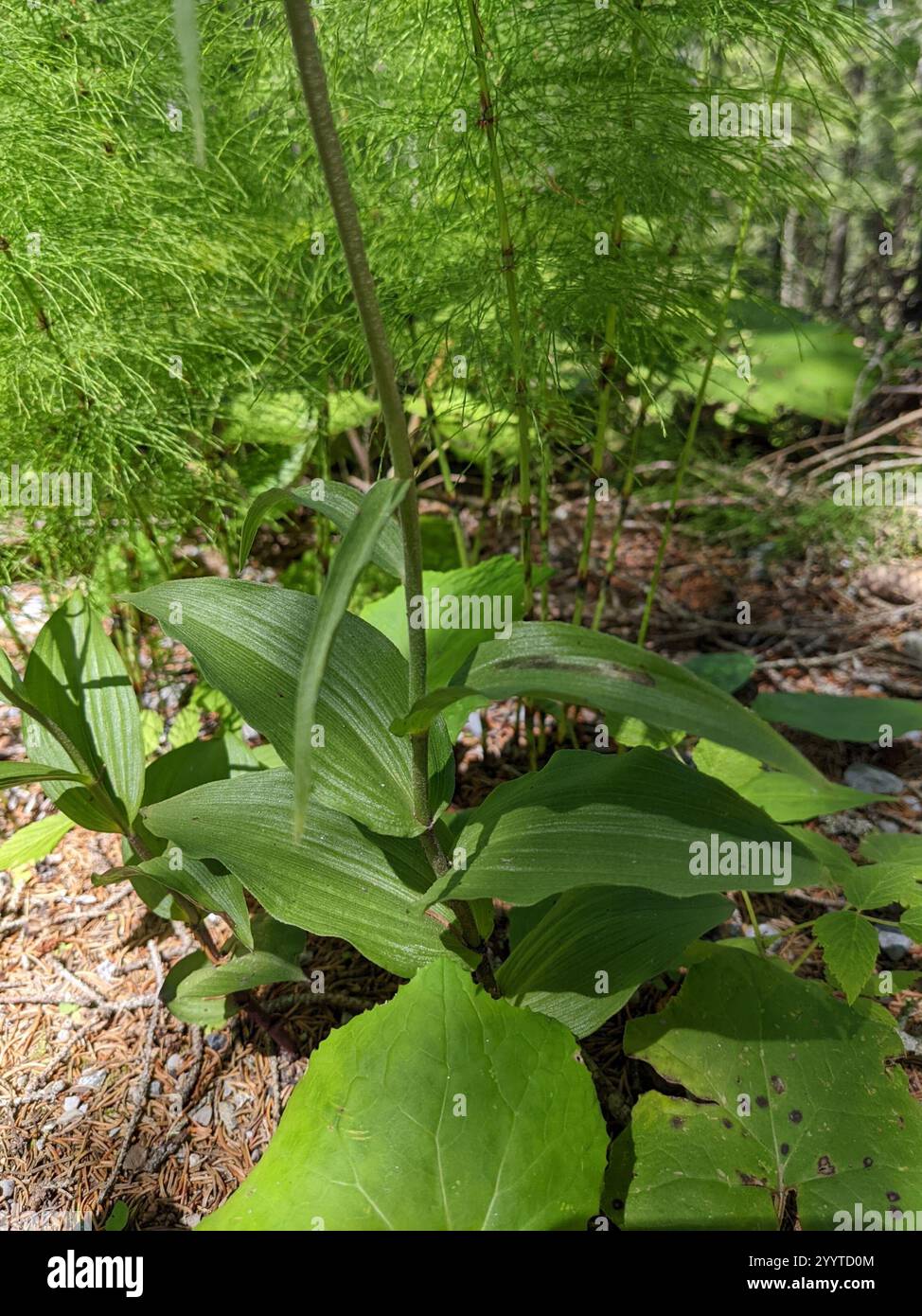 Dark-red Helleborine (Epipactis atrorubens Stock Photo - Alamy