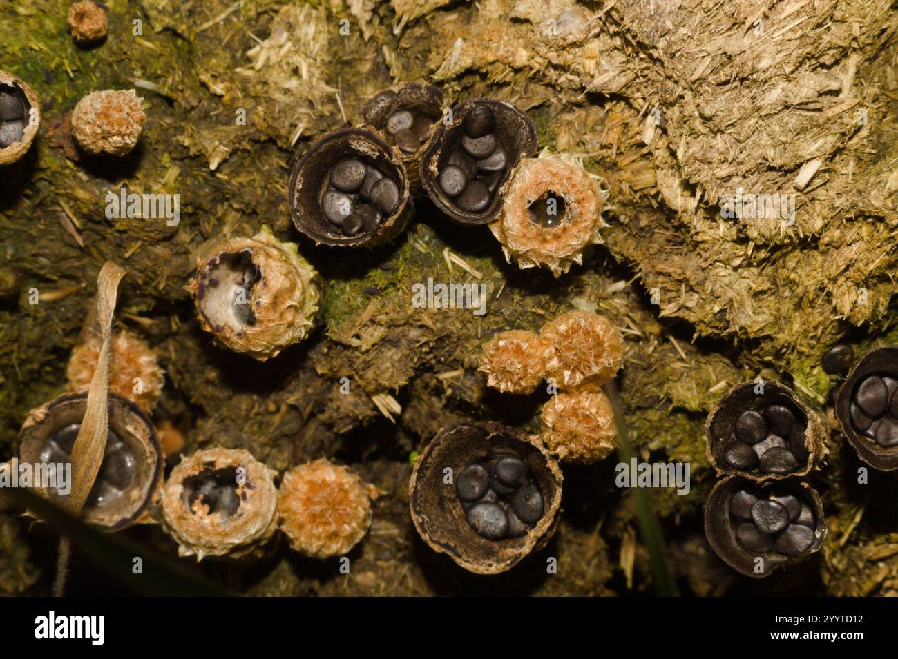 dung-loving bird's nest fungus (Cyathus stercoreus Stock Photo - Alamy
