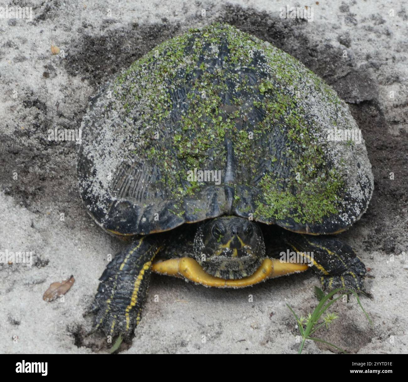 Pond Slider (Trachemys scripta Stock Photo - Alamy