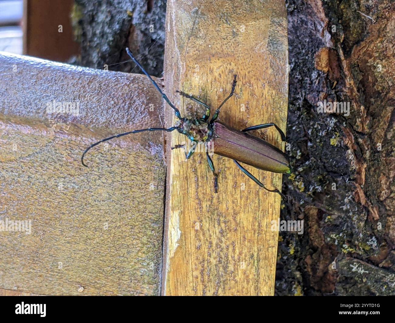 Musk beetle (Aromia moschata Stock Photo - Alamy