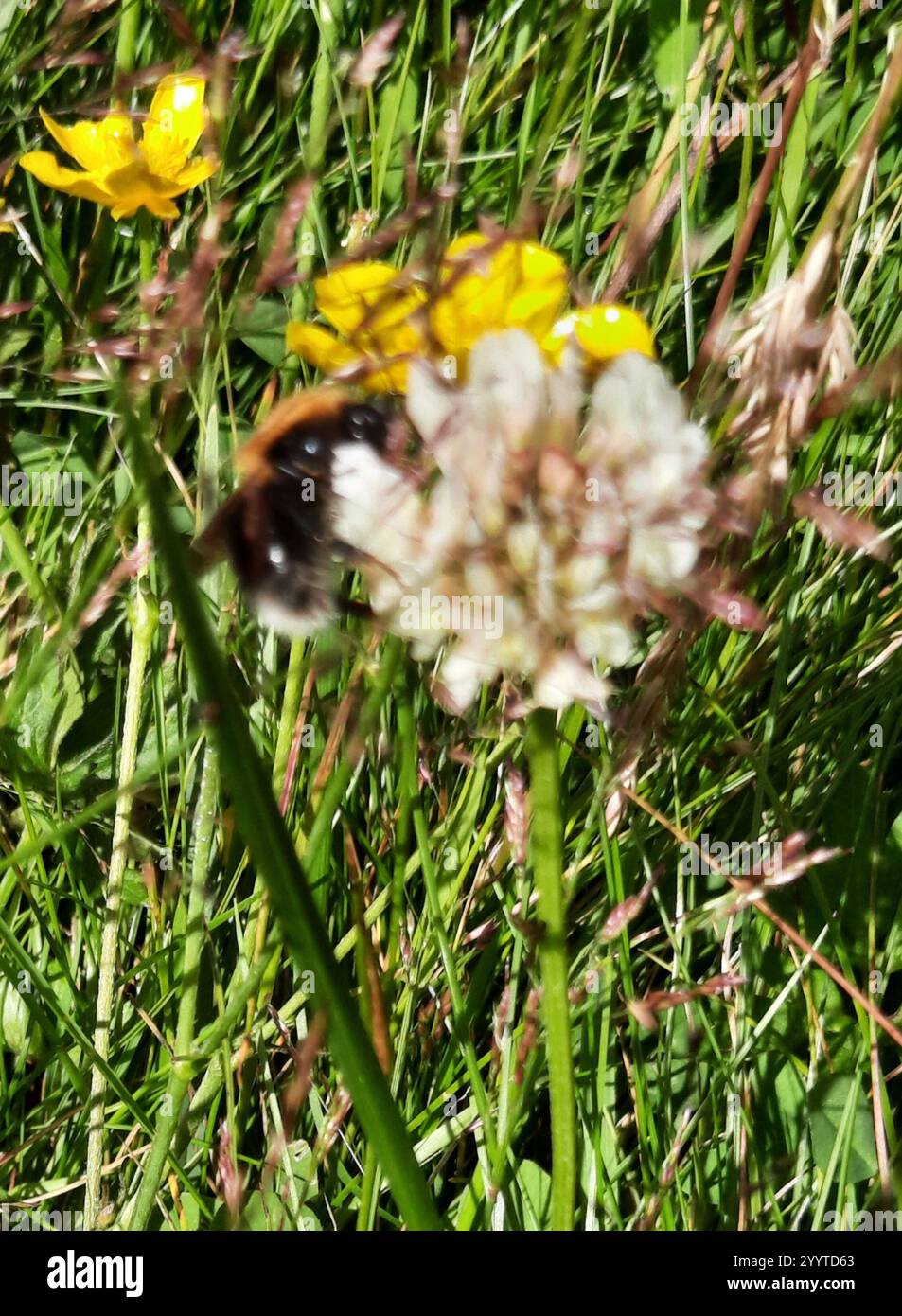 Tree Bumble Bee (Bombus hypnorum Stock Photo - Alamy